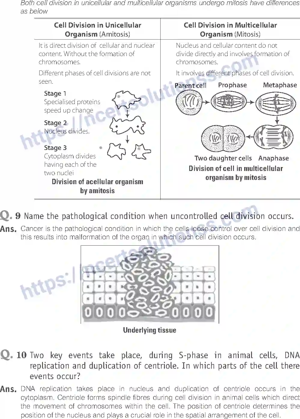 Class 11 Biology Cell Cycle and Cell Division note