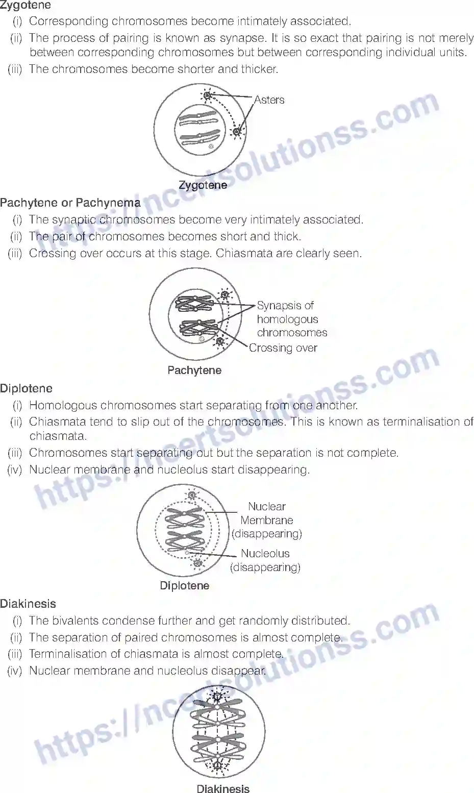 Class 11 Biology Cell Cycle and Cell Division note