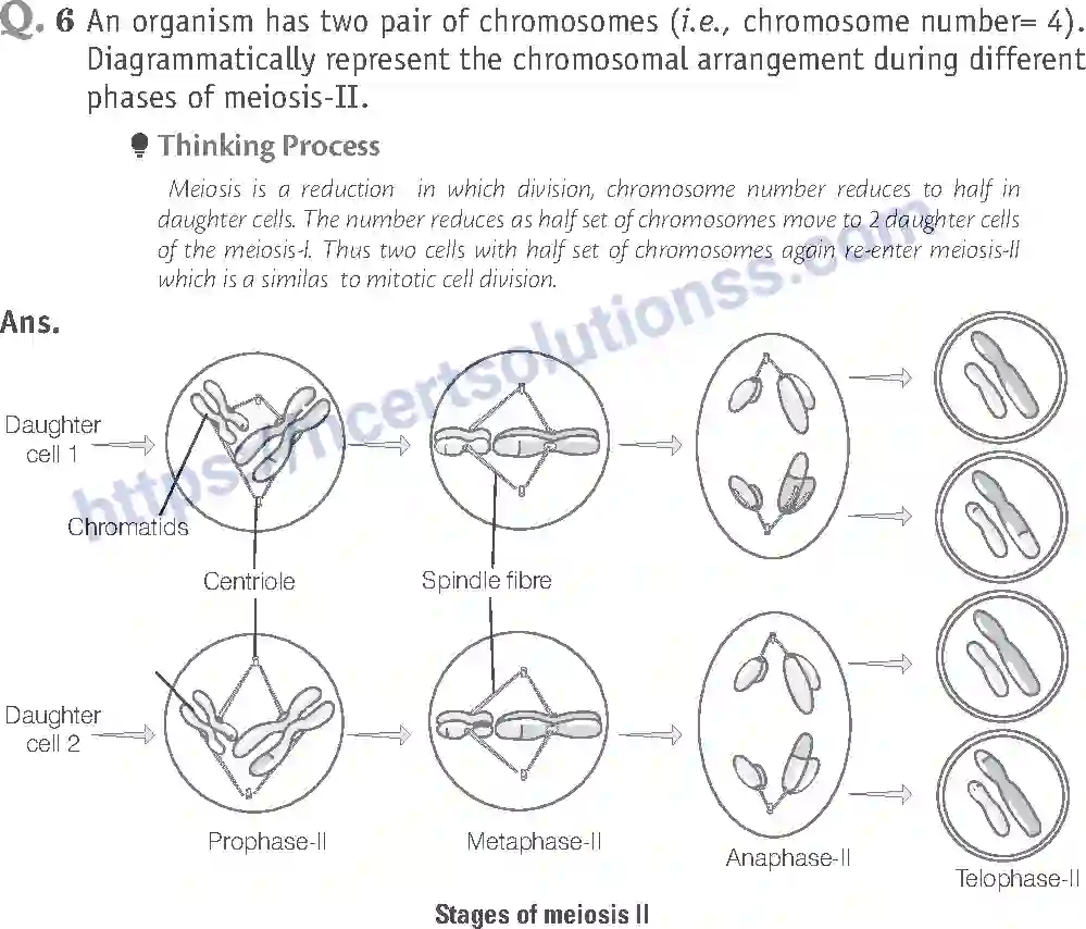 Class 11 Biology Cell Cycle and Cell Division note