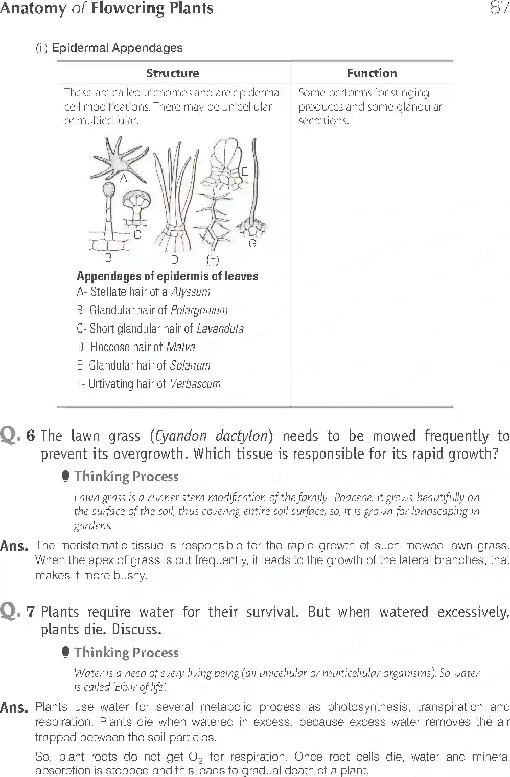 Class 11 Biology Exemplar Anatomy of Flowering Plants Solution